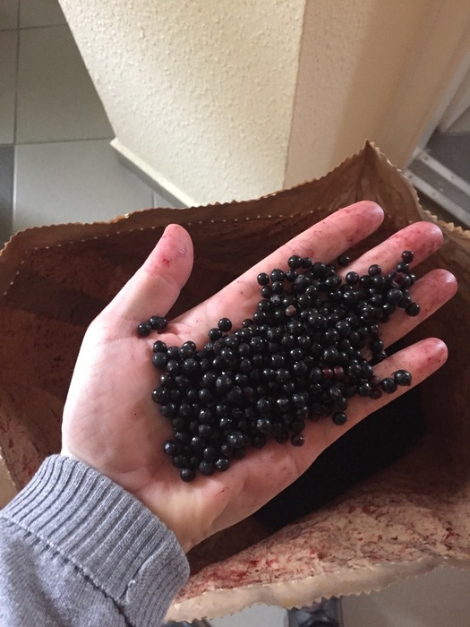 Thrice-cleaned, laser-sorted elderberries (varieties with high ...